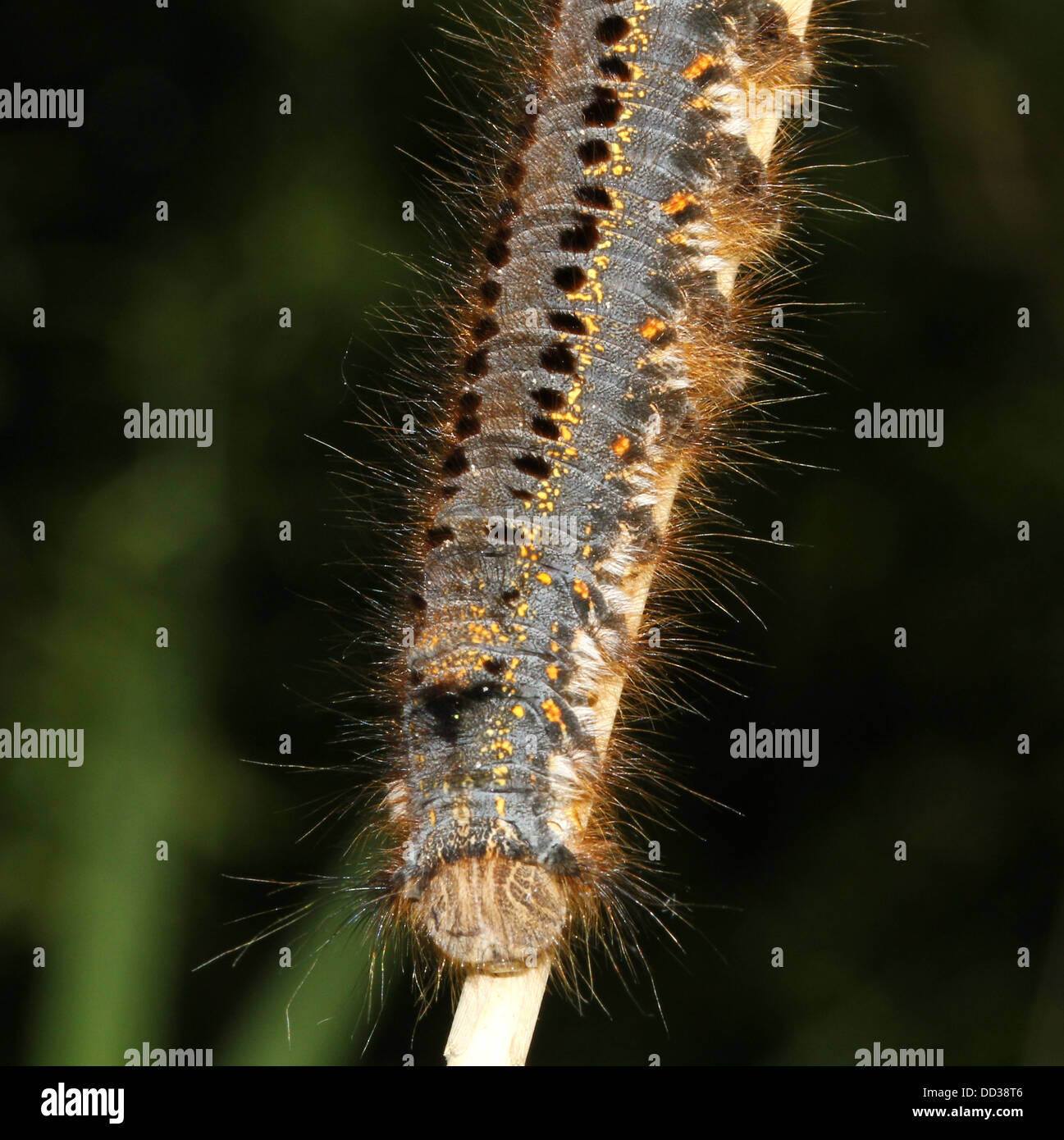 Series of 20 detailed close-ups of the Oak Eggar Moth (Lasiocampa ...