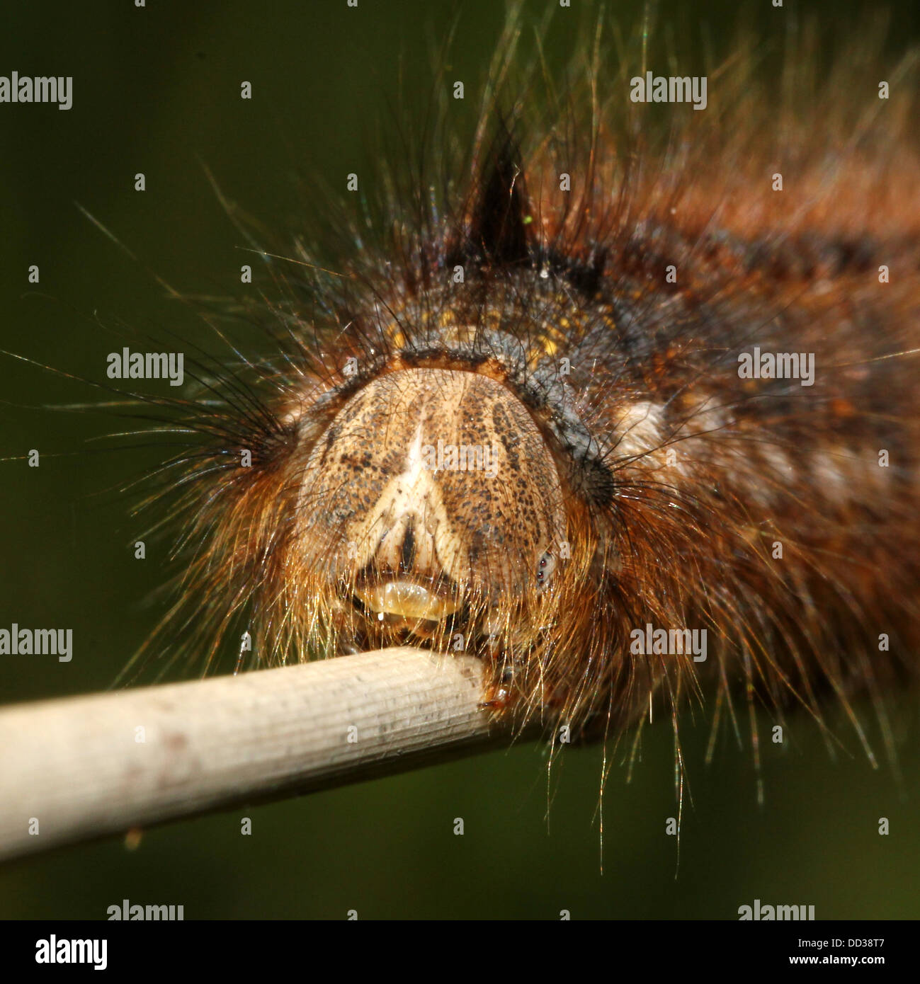 Series of 20 detailed close-ups of the Oak Eggar Moth (Lasiocampa ...