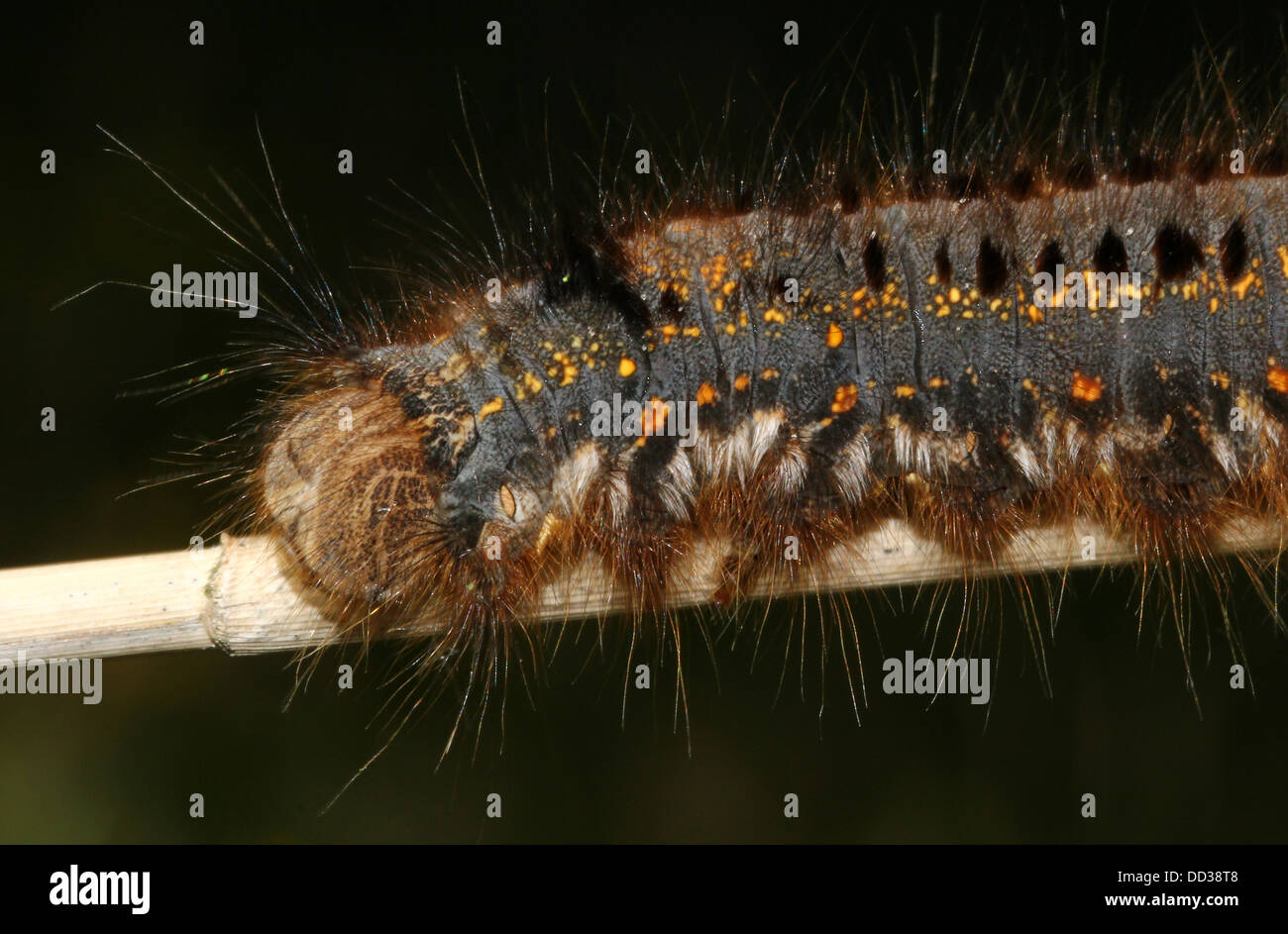 Series of 20 detailed close-ups of the Oak Eggar Moth (Lasiocampa ...