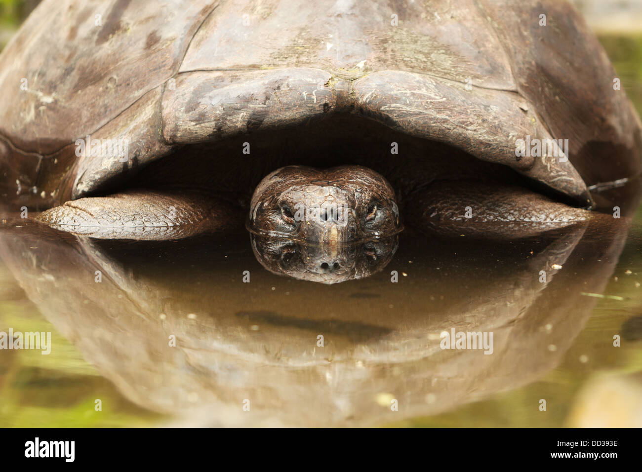 Submerged Galapagos Turtle Low Angle View Stock Photo - Alamy