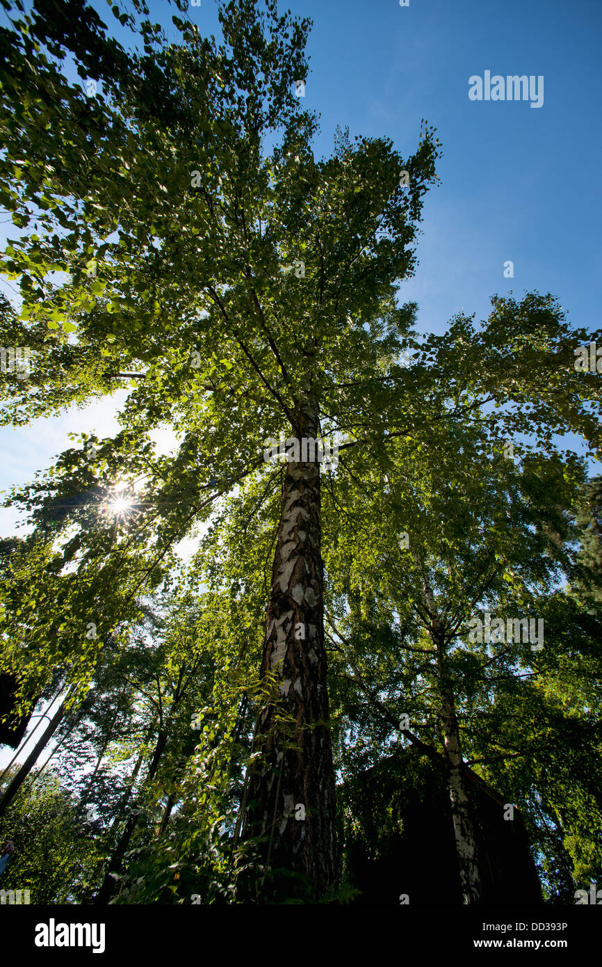 Sunlight Shining Through The Trees; Oslo, Norway Stock Photo - Alamy