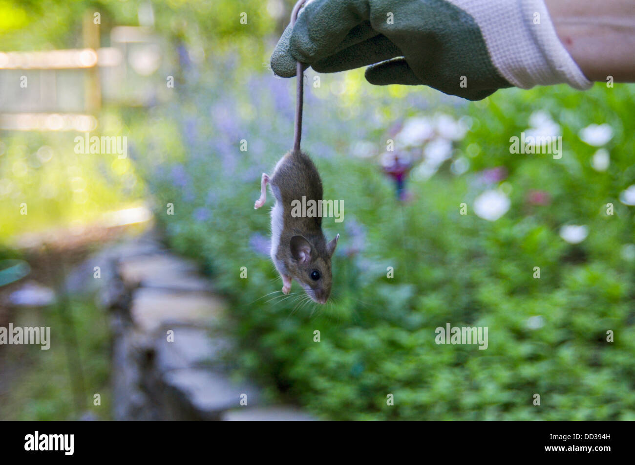 Hand holding mouse tail hi-res stock photography and images - Alamy
