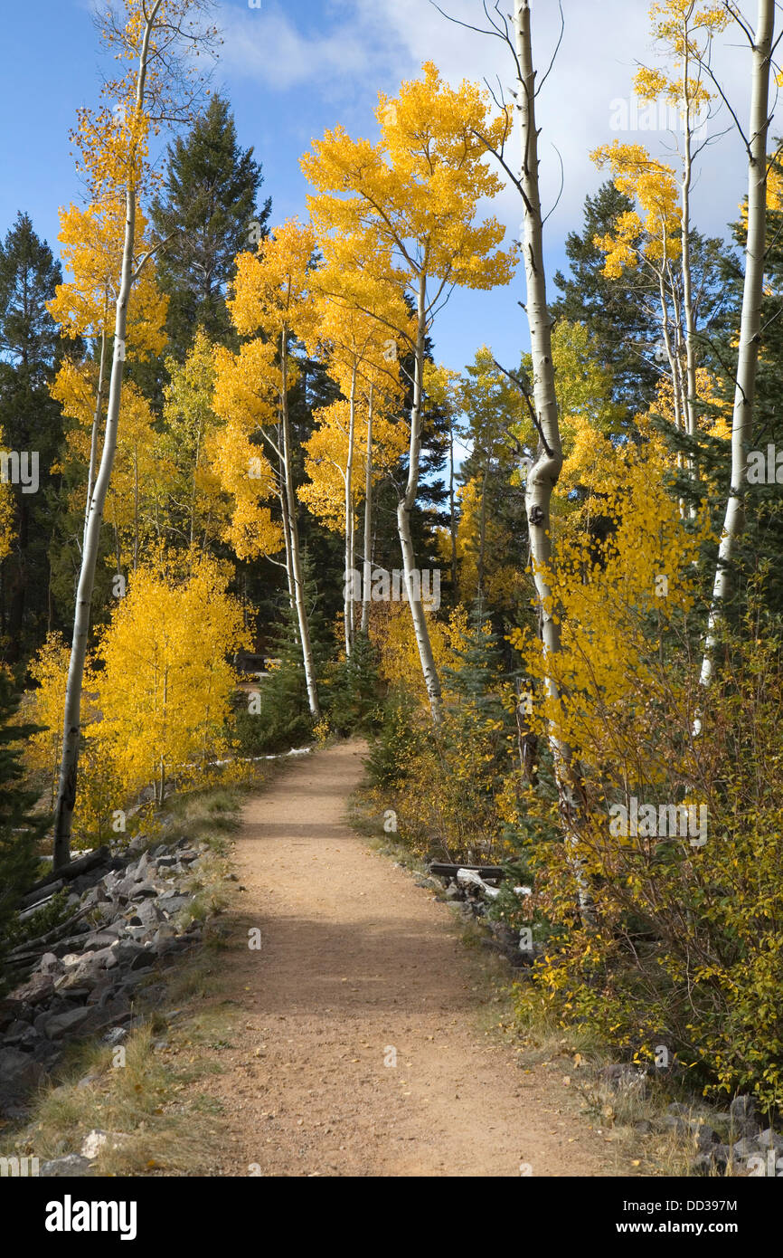 Autumn leaves in the Sangre de Cristo mountains near the Santa Fe Ski ...