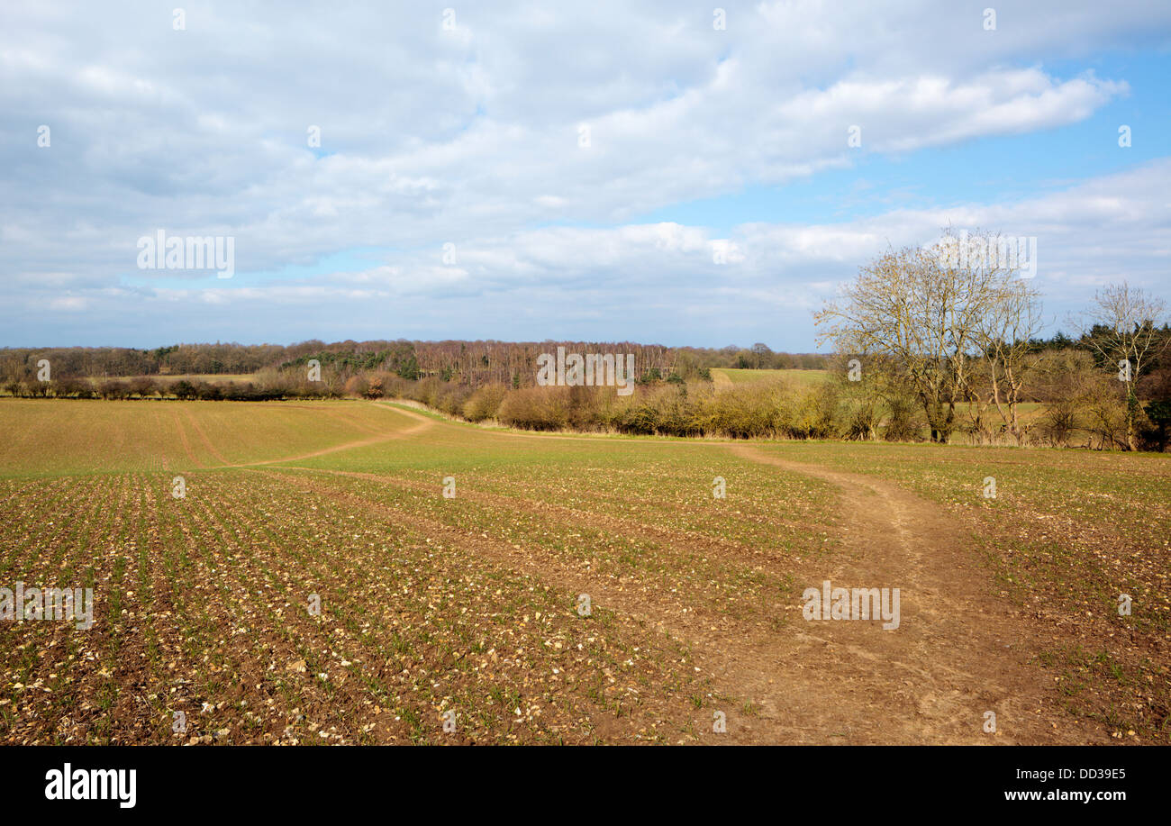 Big field converging footpaths and big sky Stock Photo - Alamy