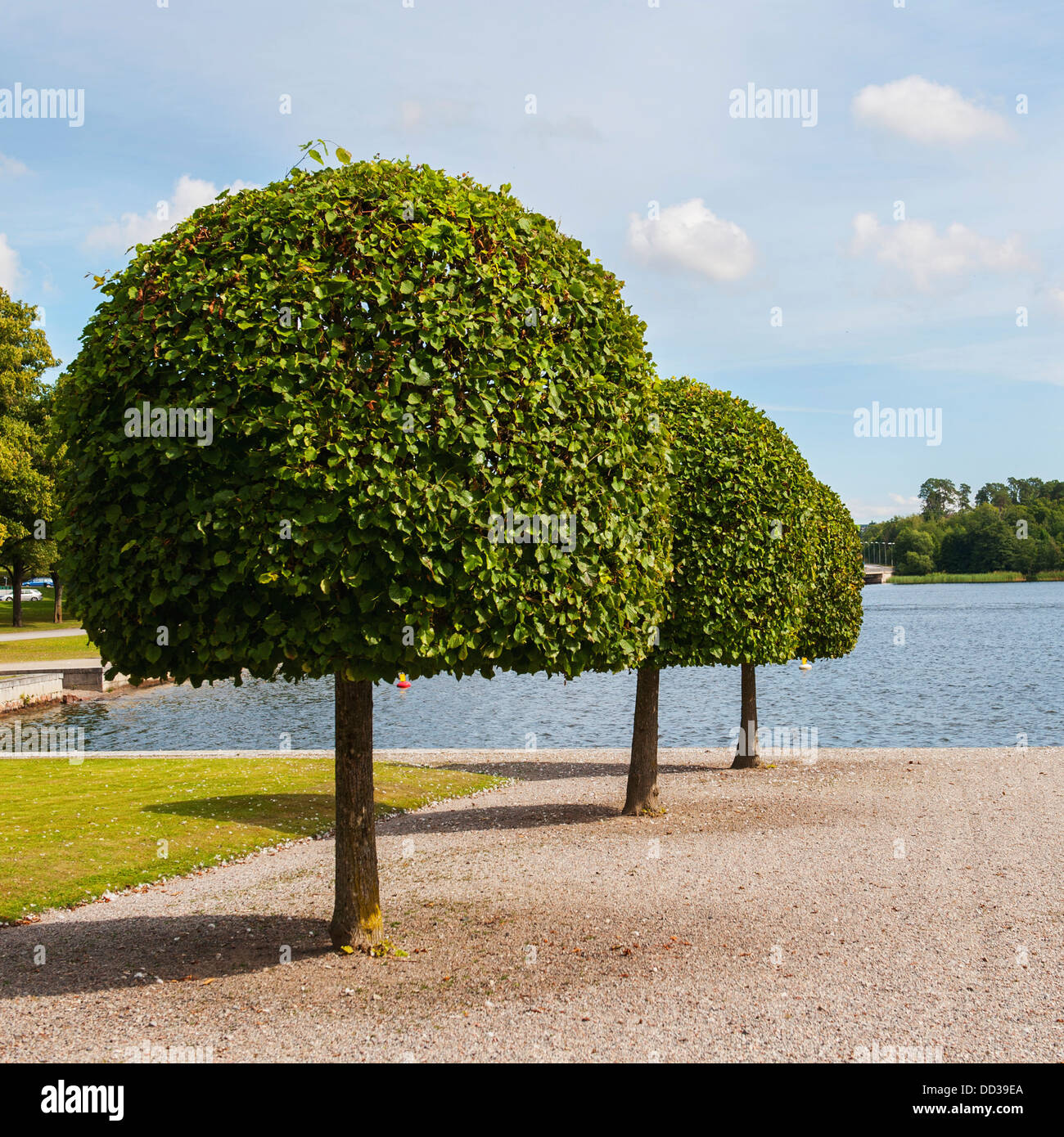 Rounded Trees In A Row Along The Water's Edge At Drottningholm Palace ...