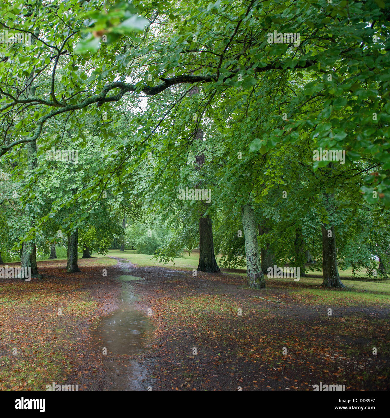 Wet Path Covered In Fallen Leaves With Lush Green Trees; Uppsala ...