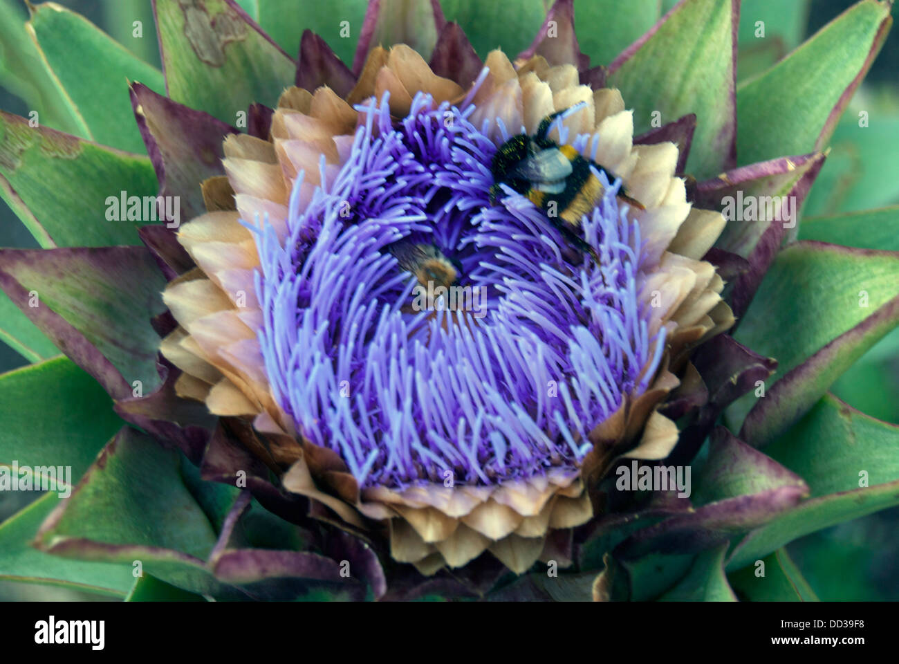A bumble bee in a purple flower Stock Photo - Alamy
