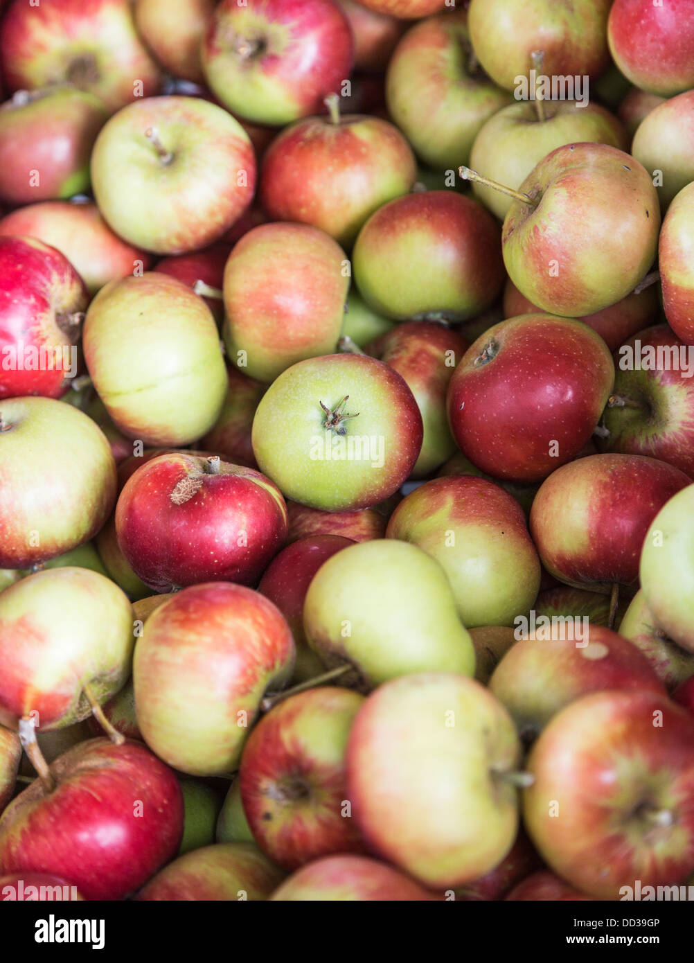 Red and green eating apples Stock Photo - Alamy