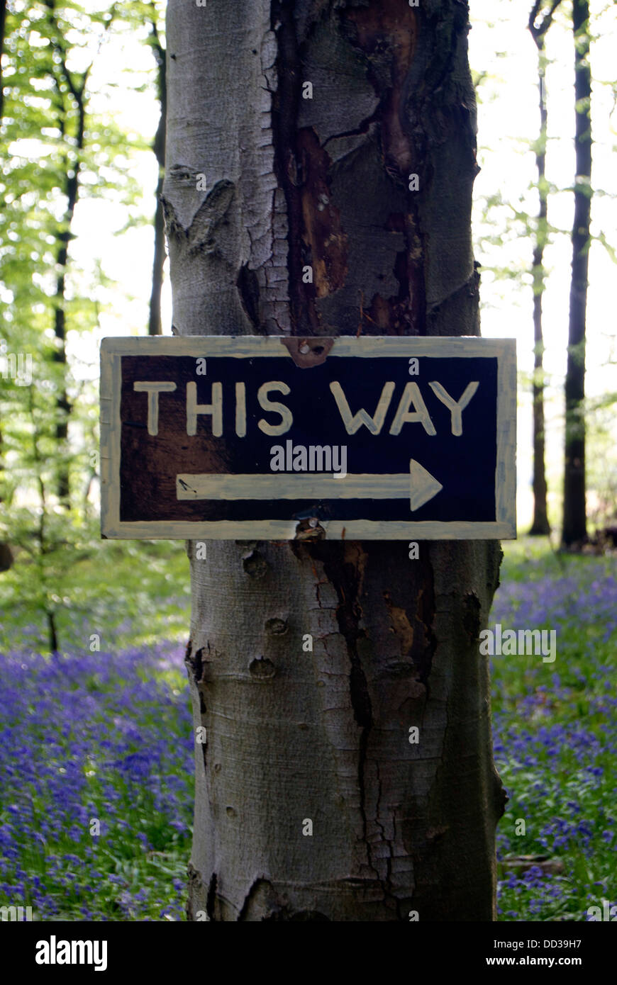 Hand painted 'This Way' sign on a tree in a field of bluebells Stock ...