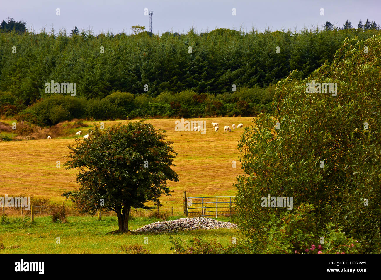 Trees in rural landscape setting Stock Photo - Alamy
