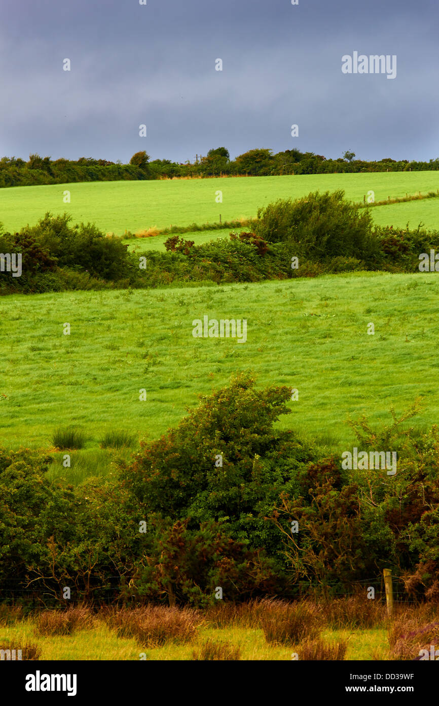 Trees in rural landscape setting Stock Photo - Alamy