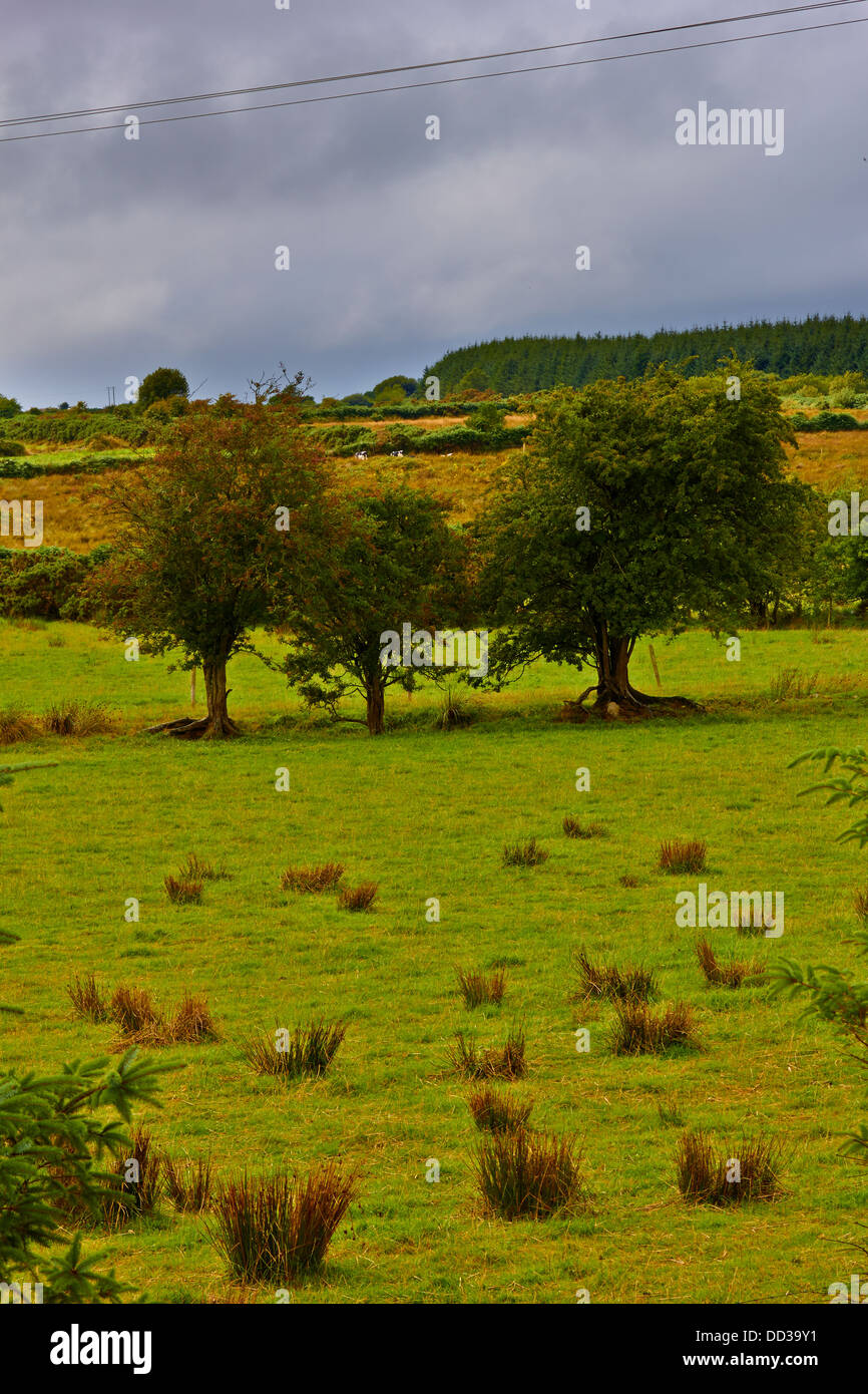Trees in rural landscape setting Stock Photo - Alamy