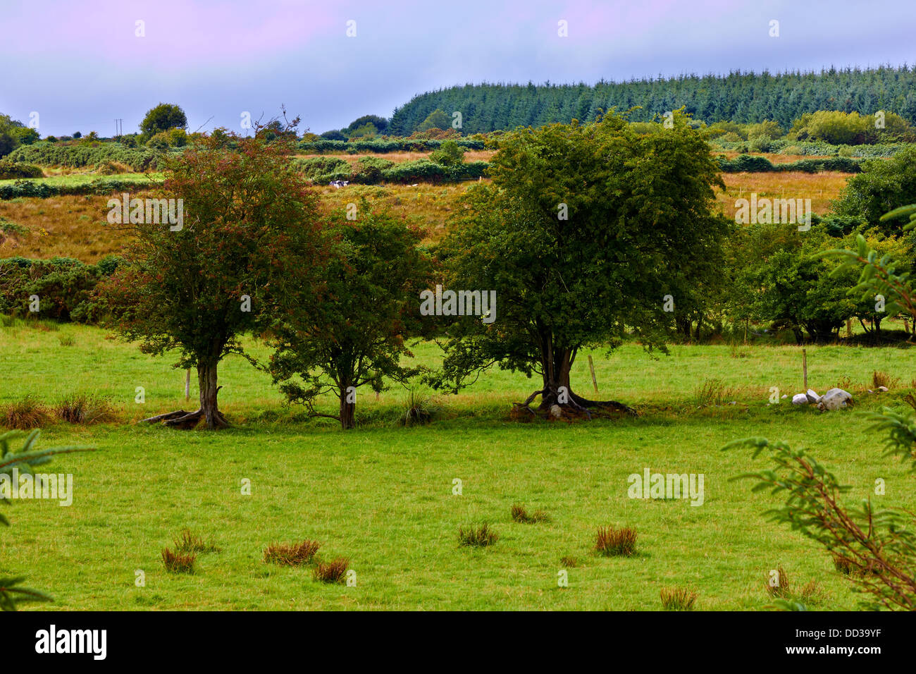 Trees in rural landscape setting Stock Photo - Alamy
