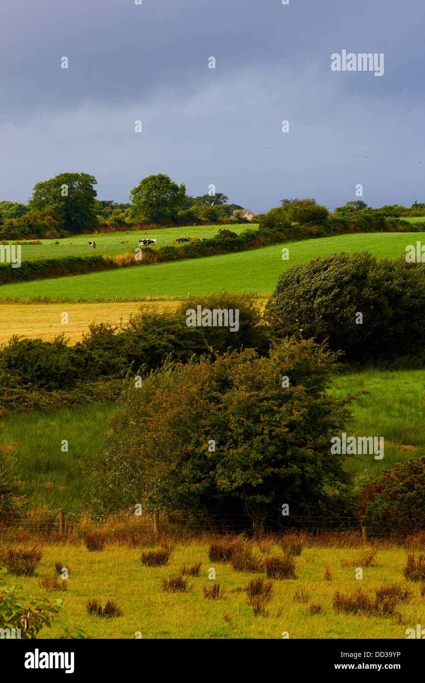Trees in rural landscape setting Stock Photo - Alamy