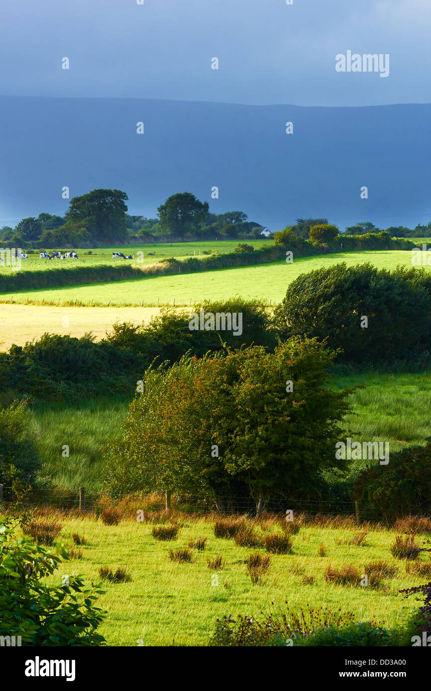 Trees in rural landscape setting Stock Photo - Alamy