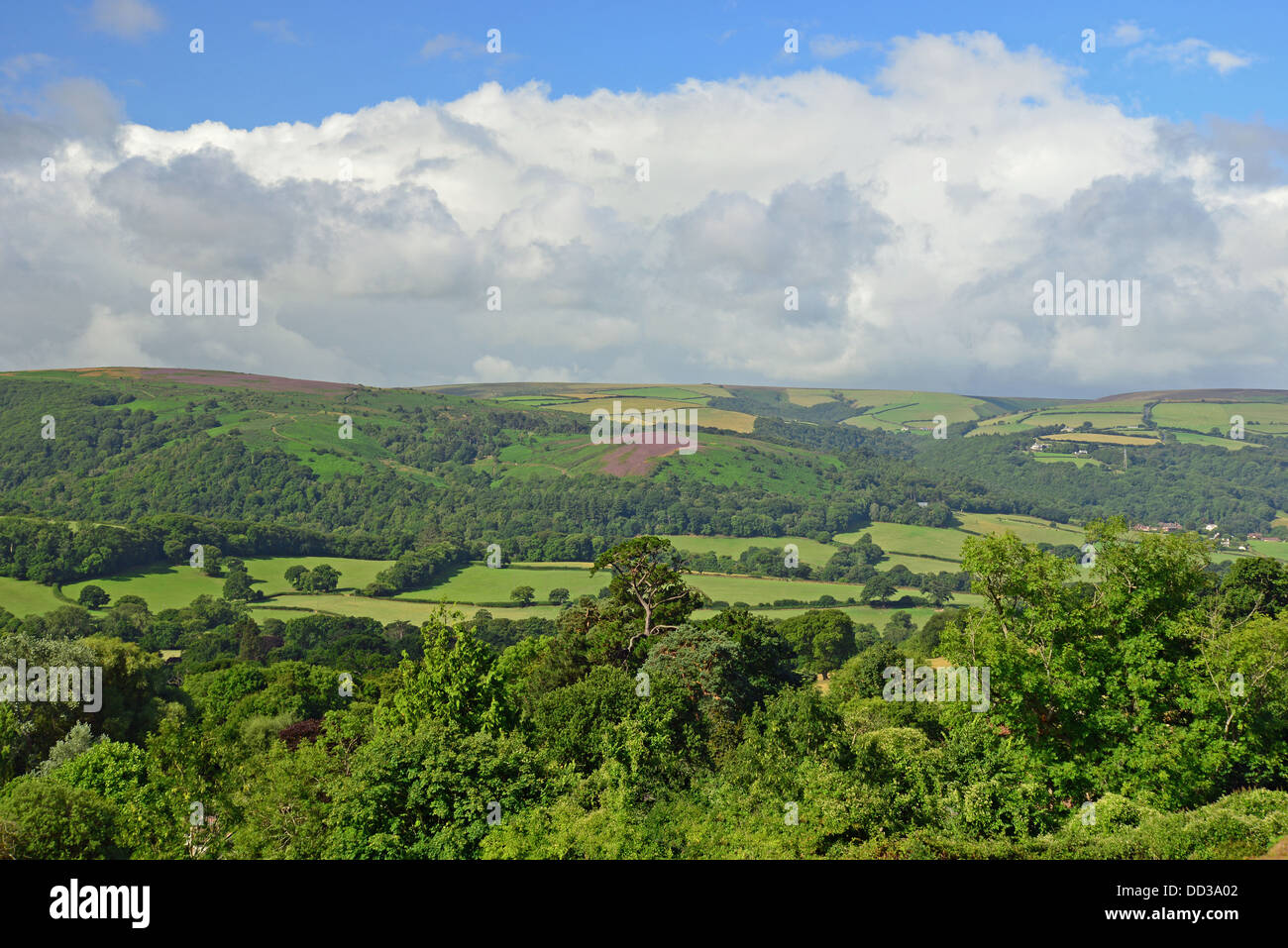 View across the valley to Dunkery Beaconm, Selworthy, Somerset, England ...