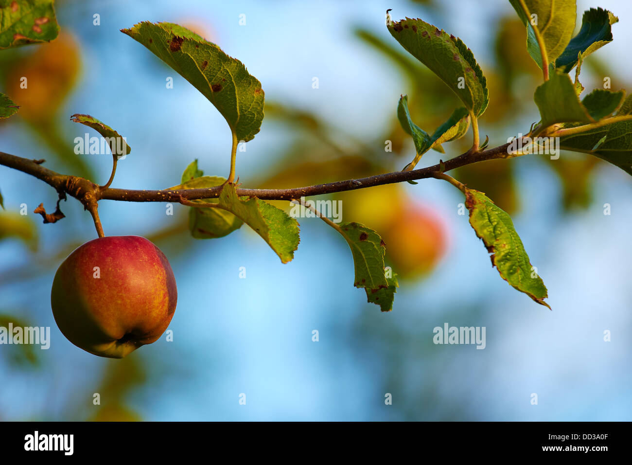 Apple on branch of tree Stock Photo - Alamy
