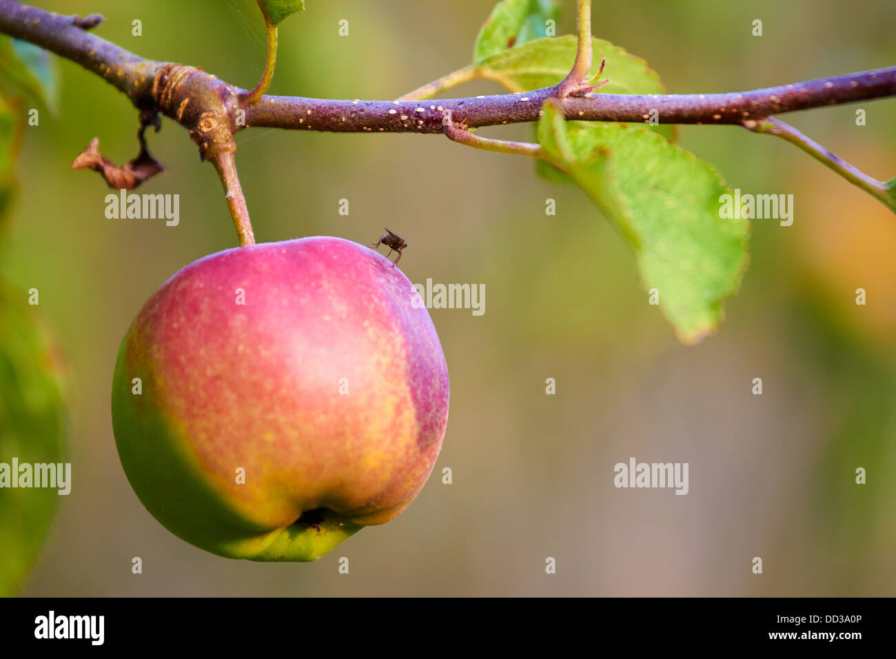 Apple on branch of tree Stock Photo - Alamy