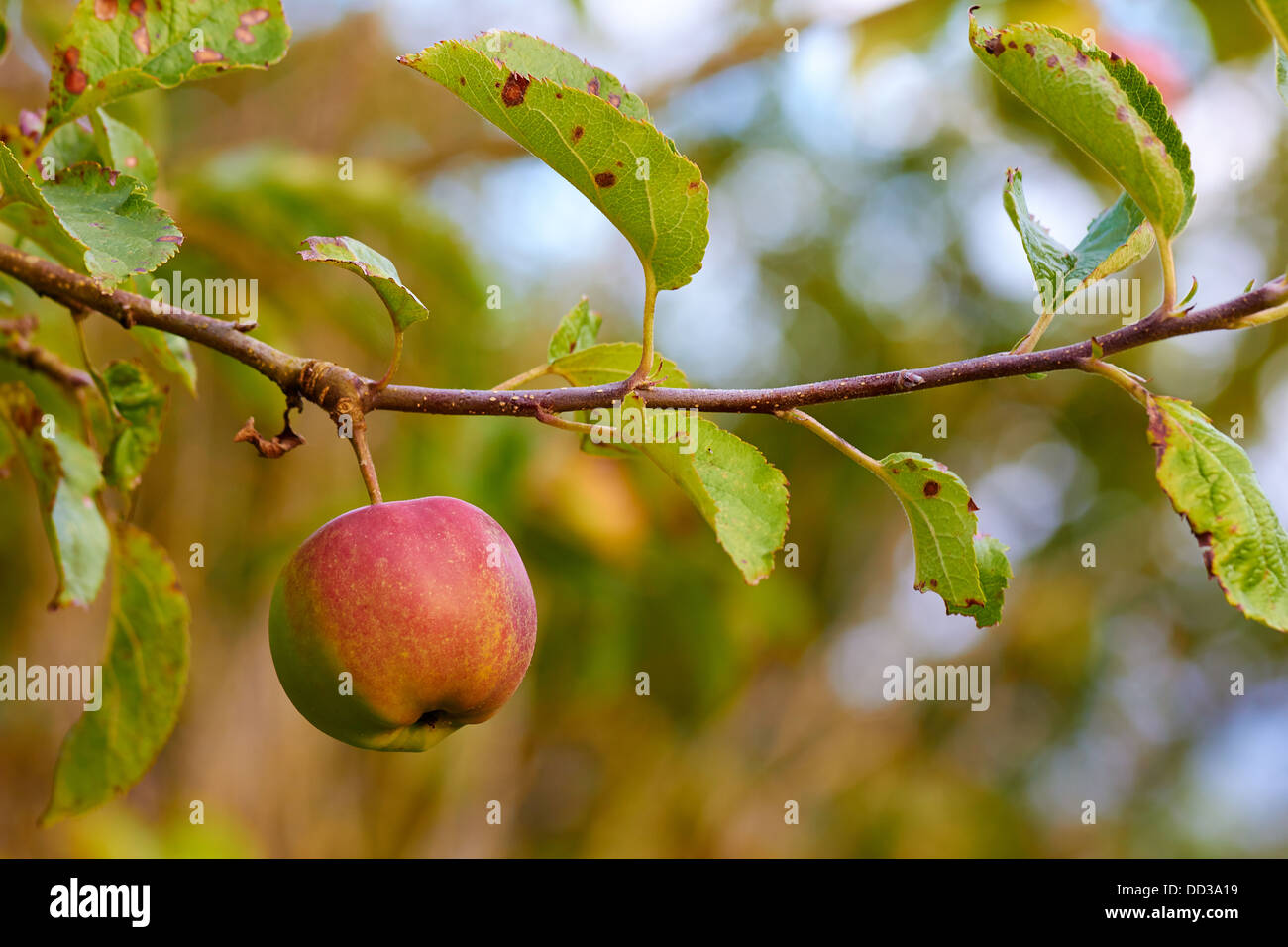 Apple on branch of tree Stock Photo - Alamy