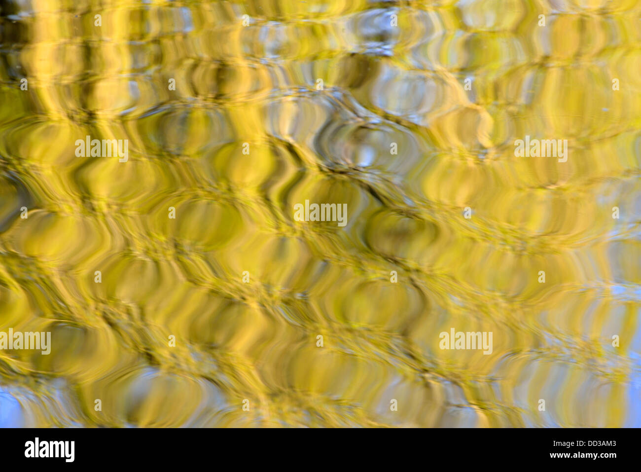 Willow tree reflection in water, London, UK Stock Photo - Alamy