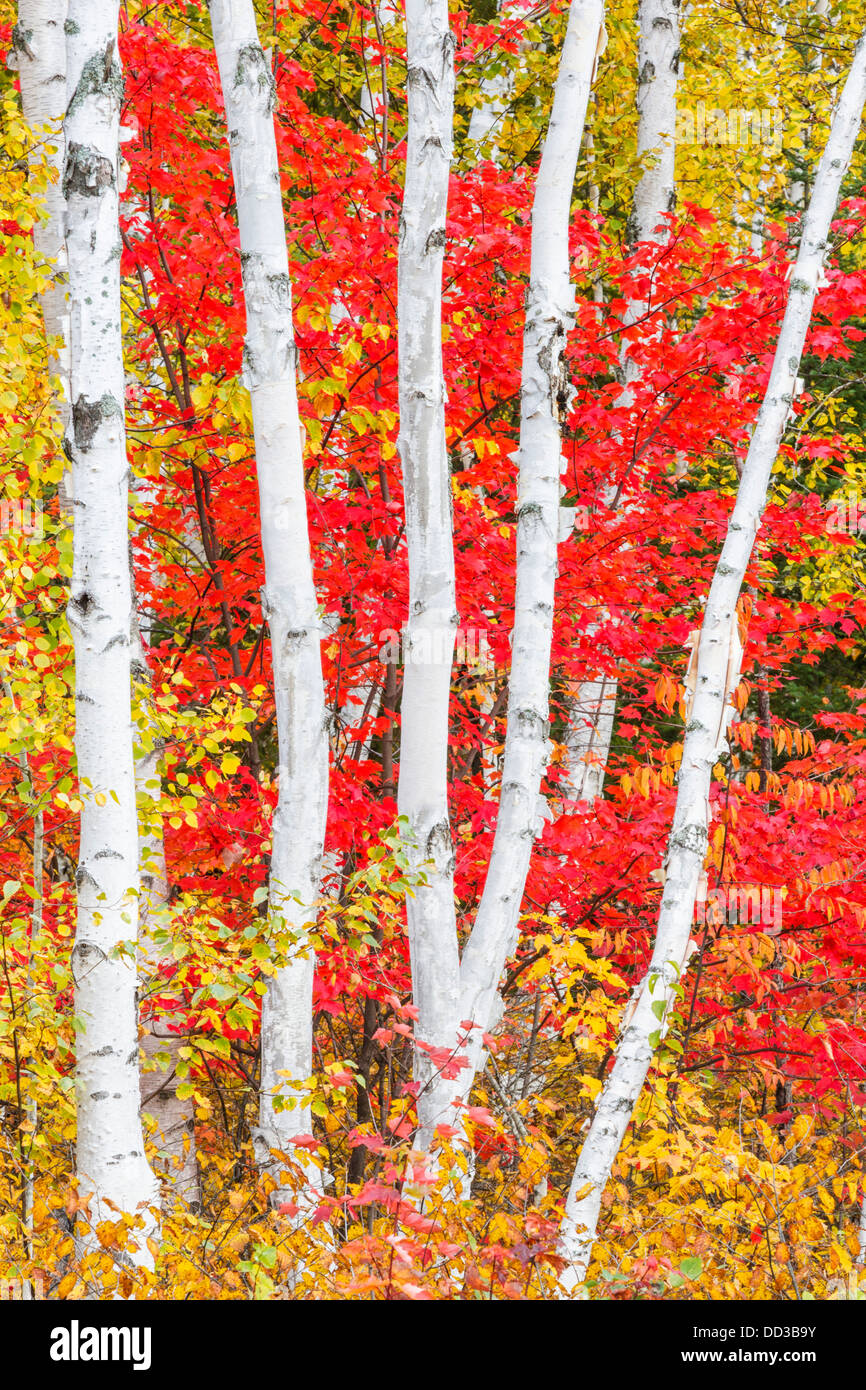 Autumn's brilliant red maples behind a stand of birch trees in Northern ...