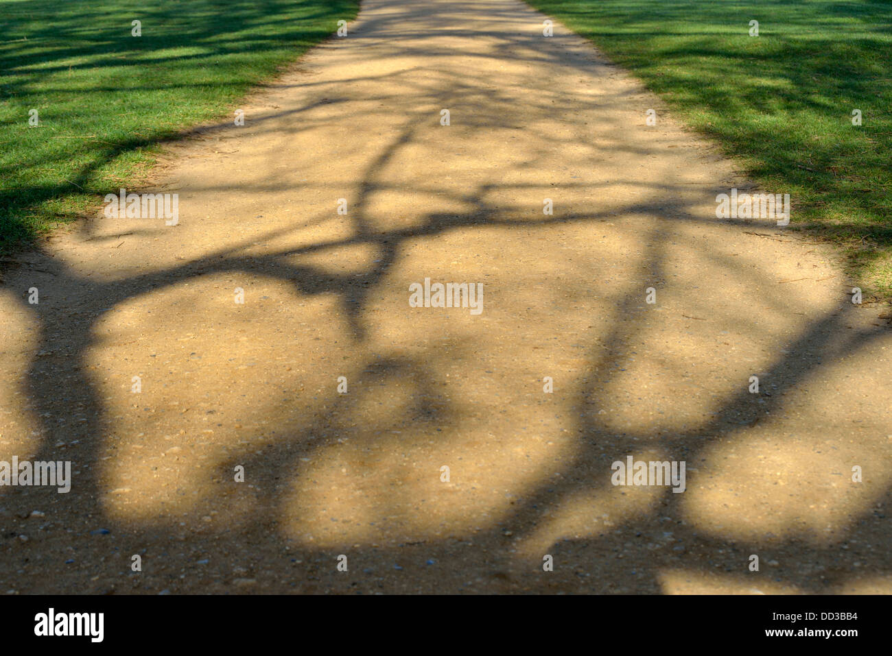 Tree casting shadow on a path, UK Stock Photo - Alamy