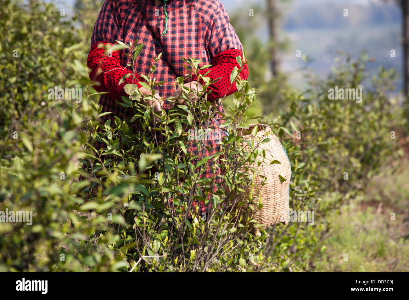 female workers are careful picking tea in the tea garden Stock Photo ...
