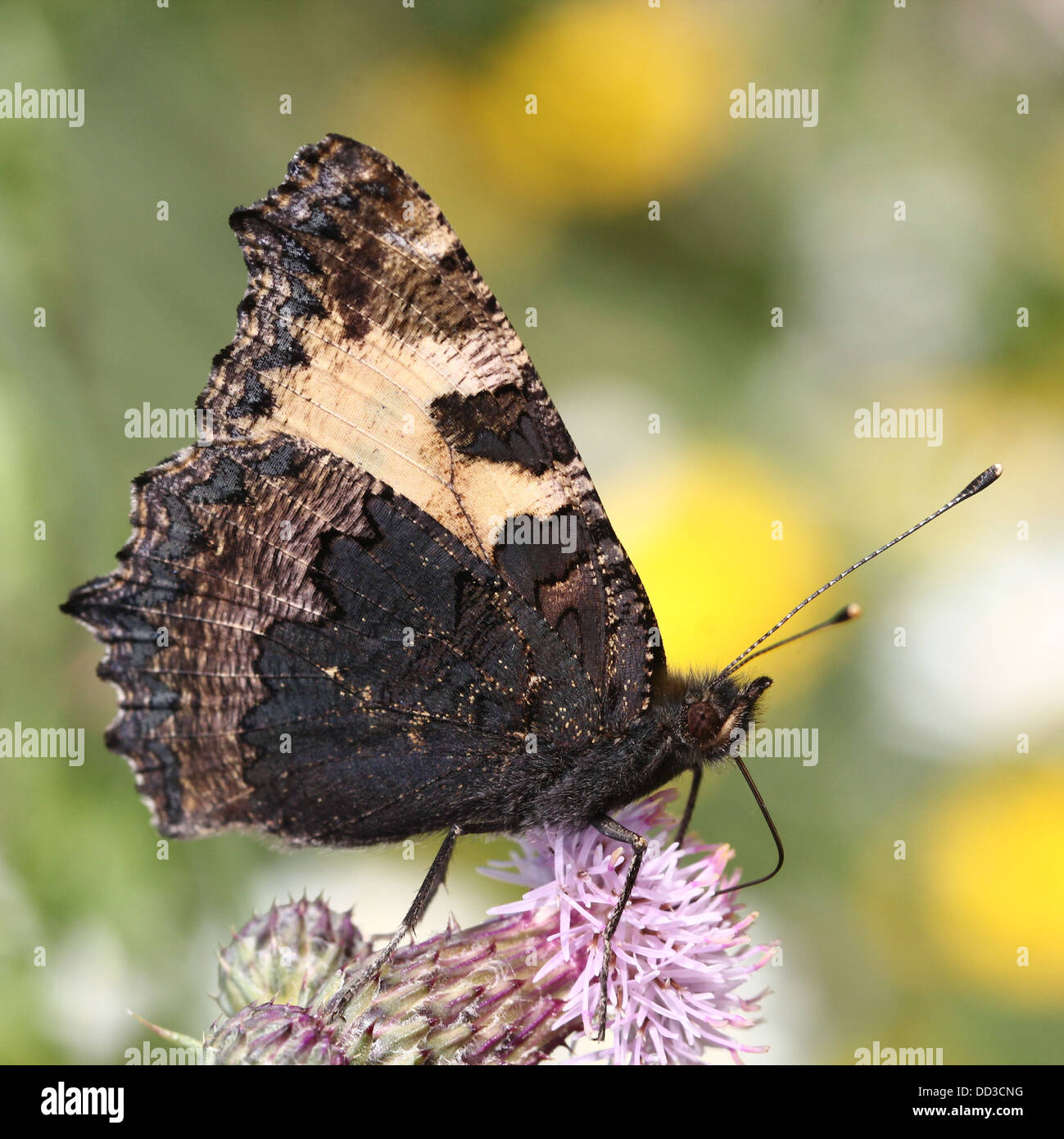 Extensive series of the Small Tortoiseshell (Aglais urticae) butterfly ...