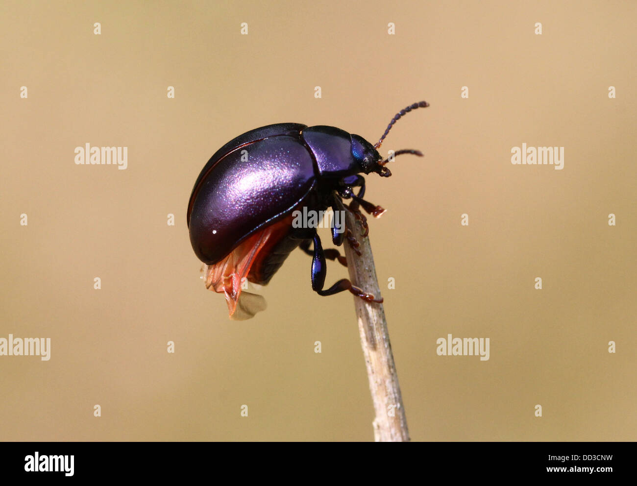 Mint Beetle High Resolution Stock Photography and Images - Alamy