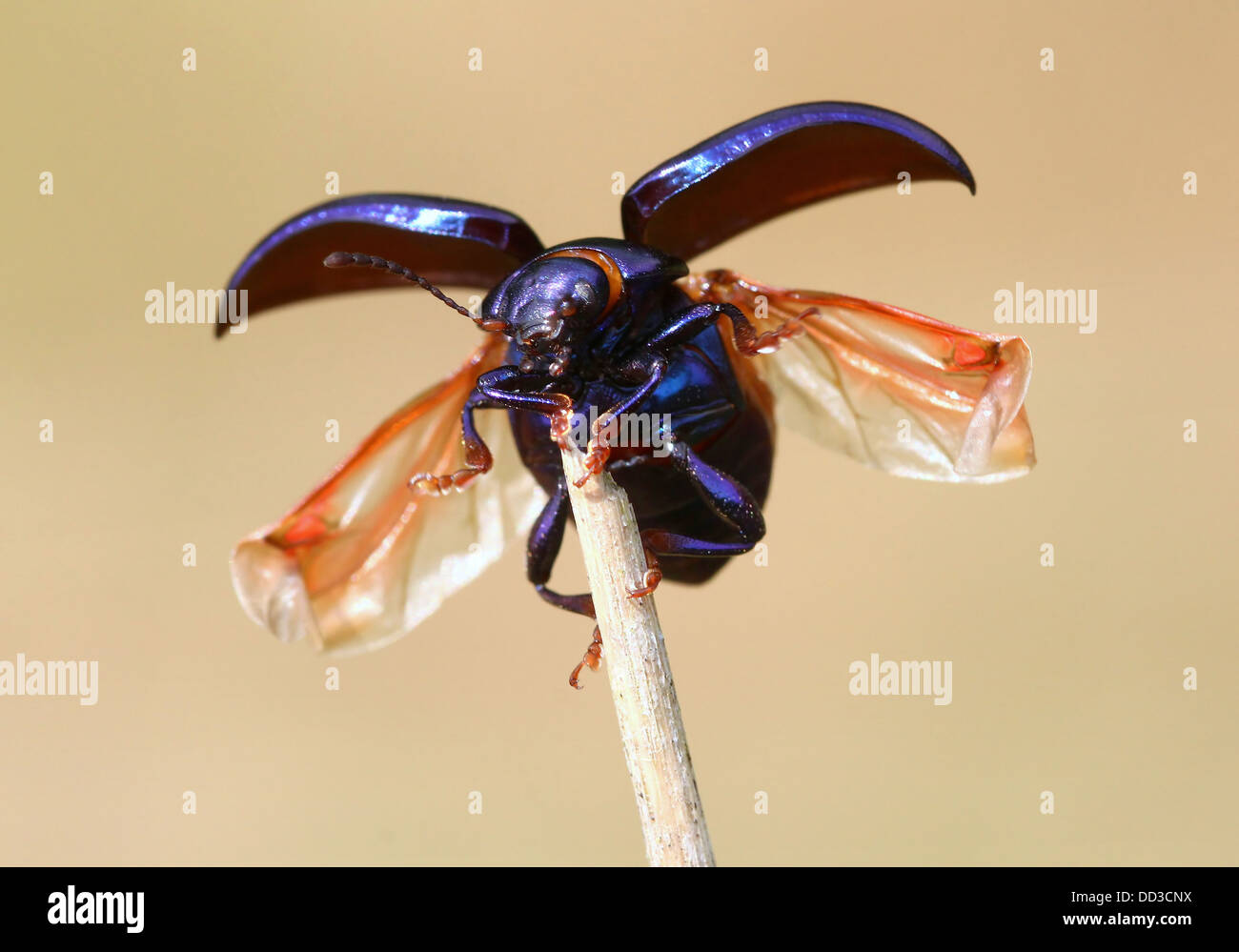 Blue mint beetle hi-res stock photography and images - Alamy