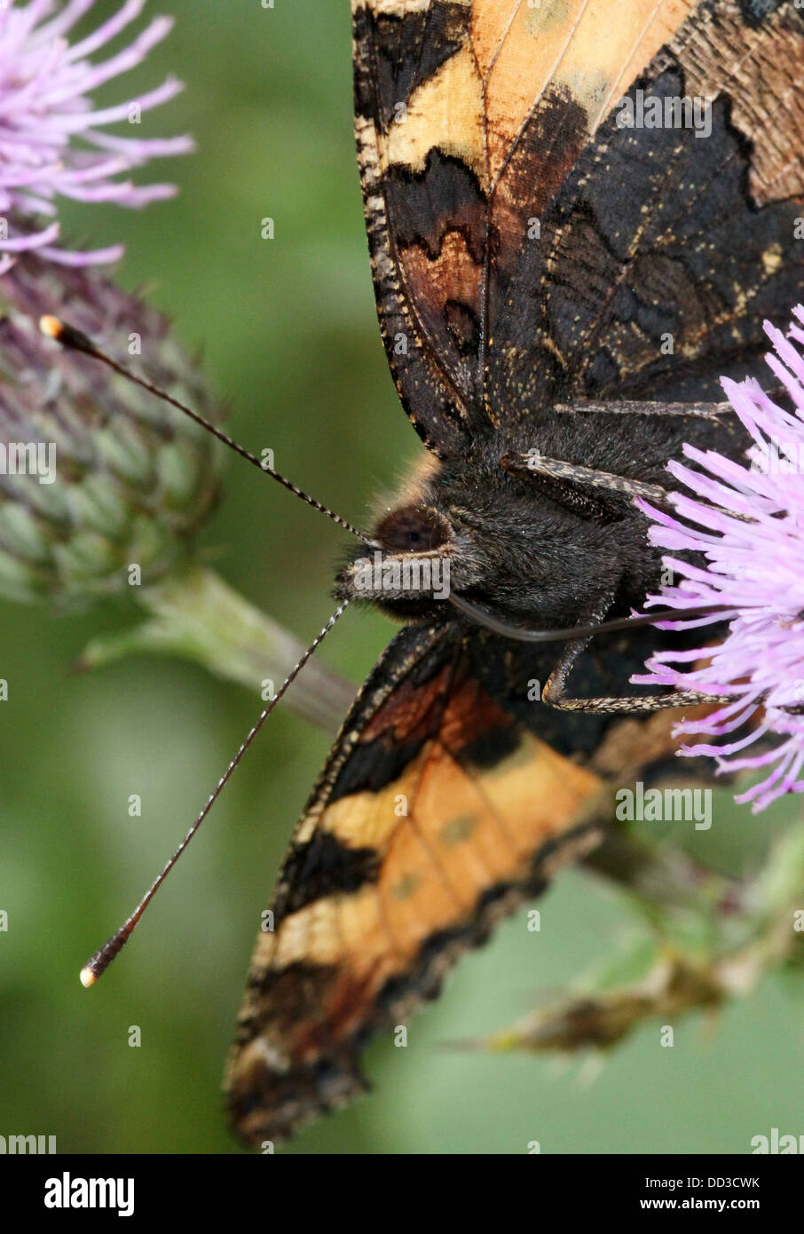Extensive series of the Small Tortoiseshell (Aglais urticae) butterfly ...