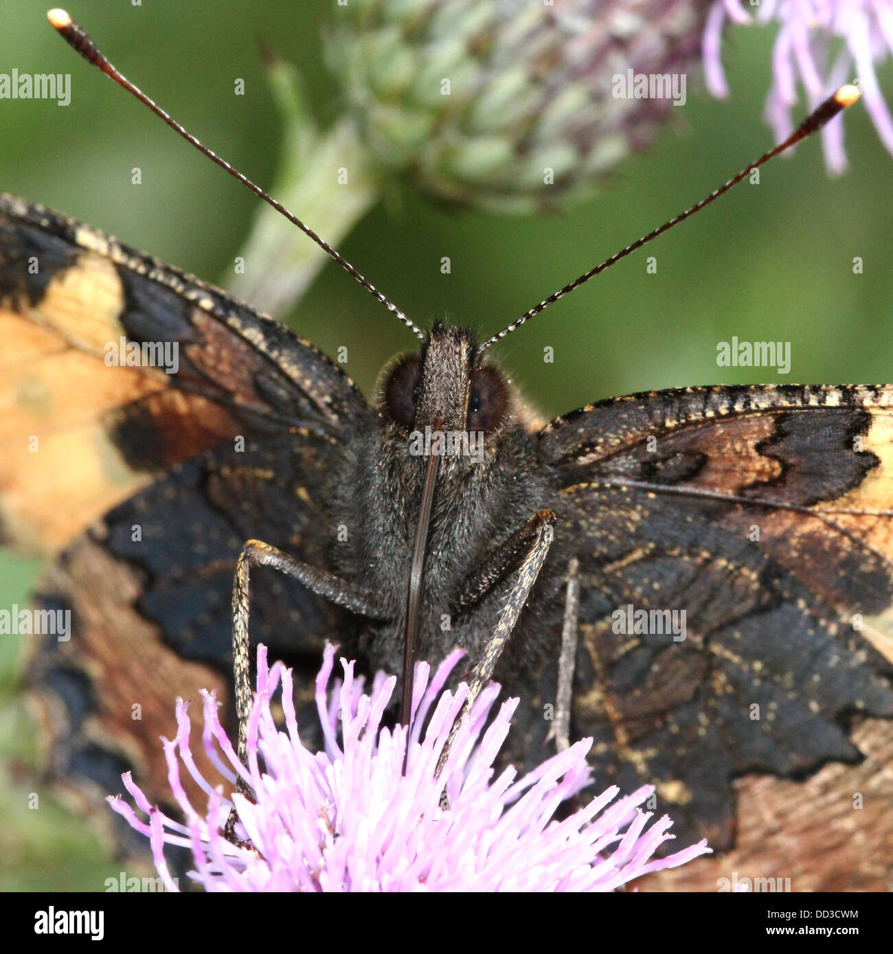Extensive series of the Small Tortoiseshell (Aglais urticae) butterfly ...