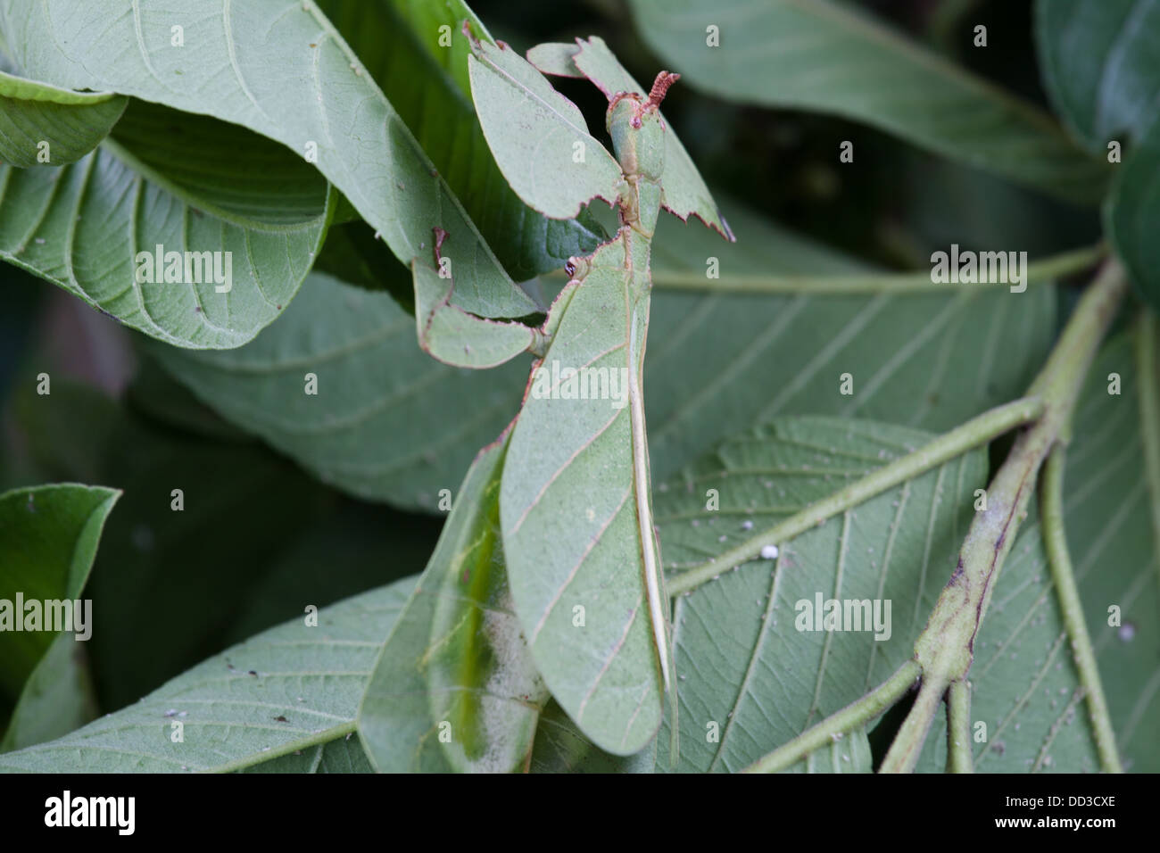 Bug gallery hi-res stock photography and images - Alamy