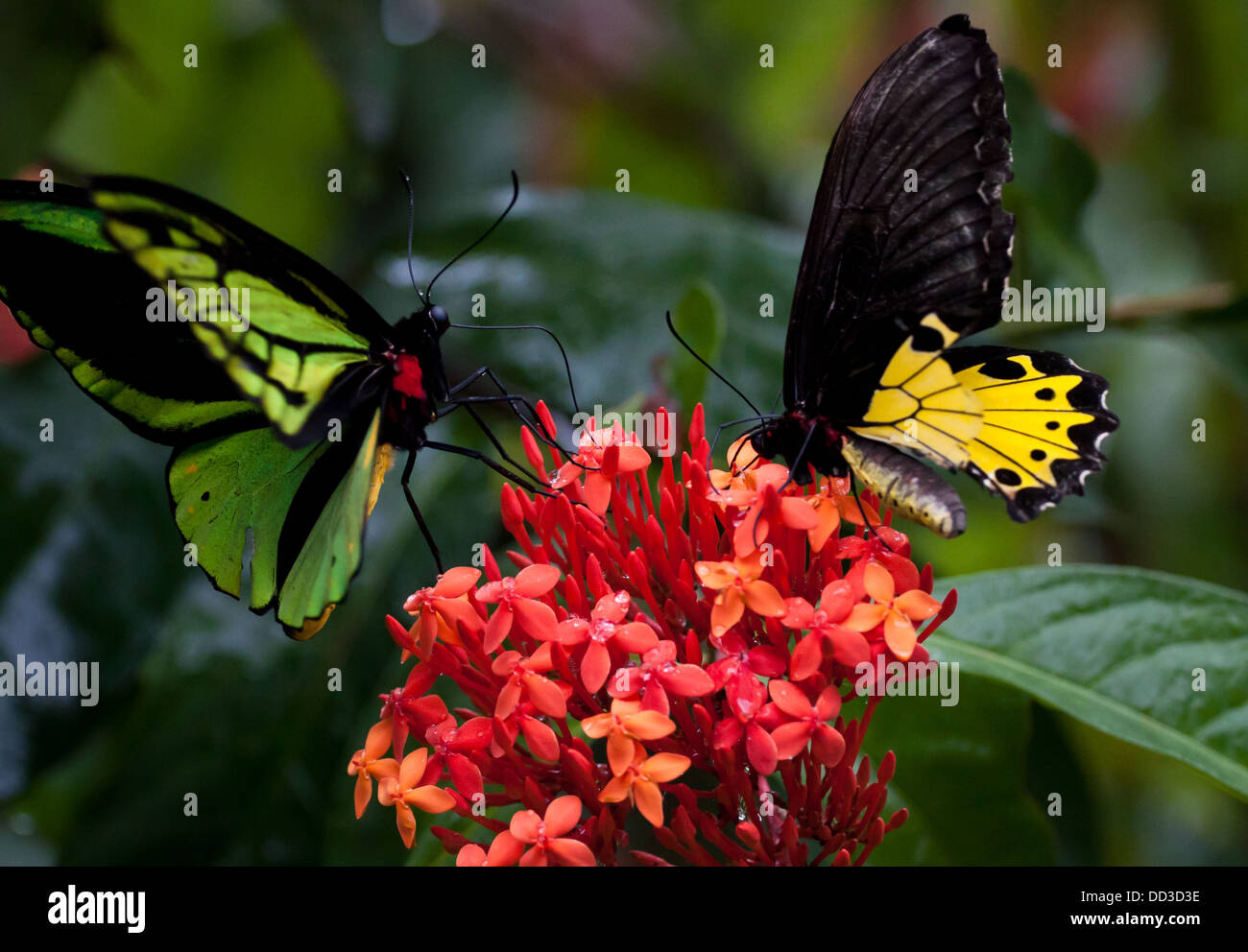 Rainbow butterfly hi-res stock photography and images - Alamy