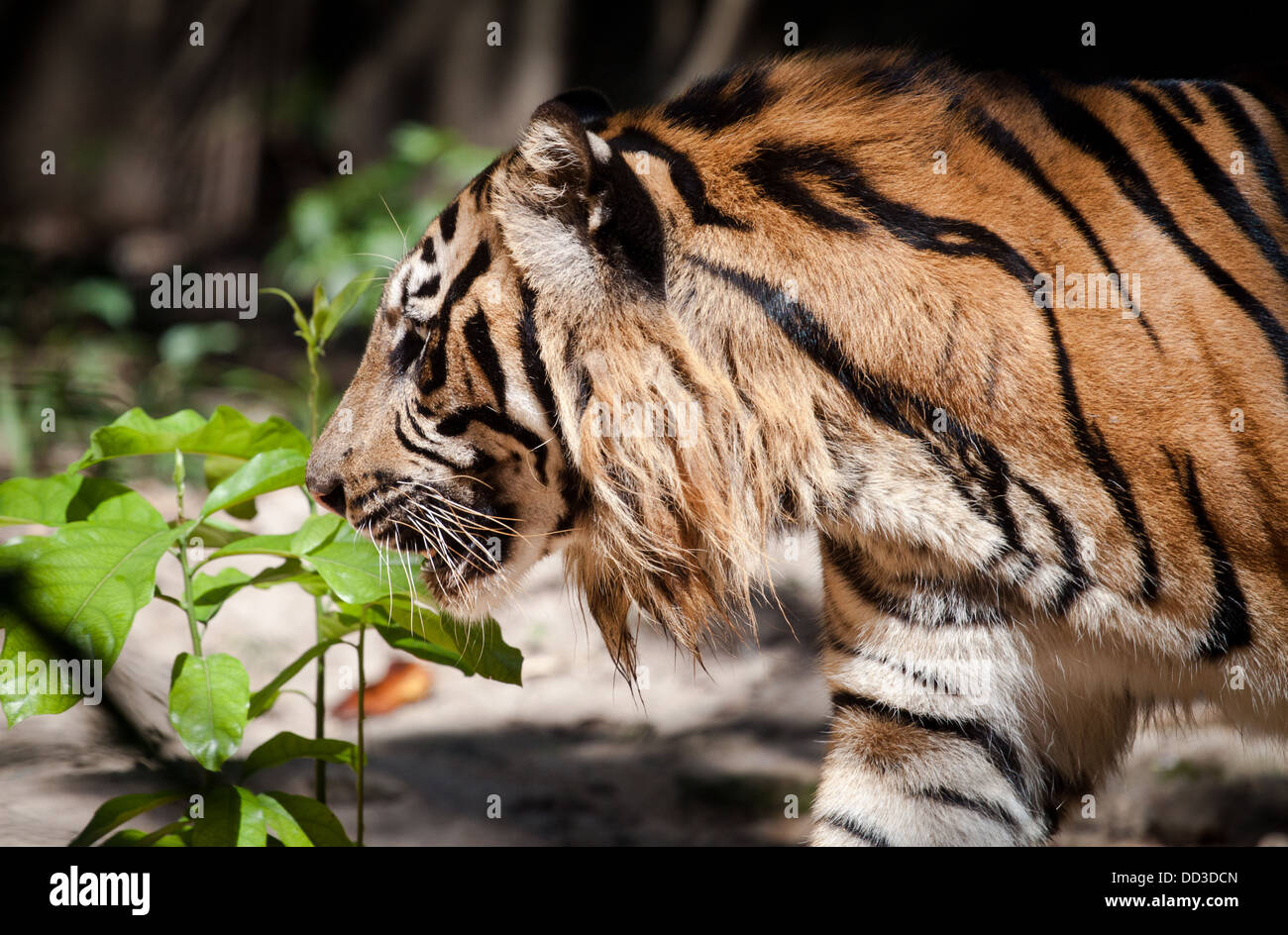 Sumatra tiger hi-res stock photography and images - Alamy