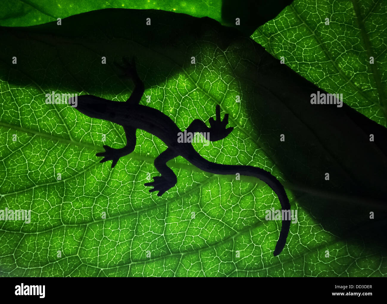 Lizard drinking hi-res stock photography and images - Alamy