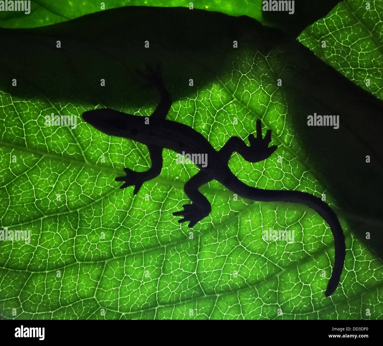 Drinking lizard hi-res stock photography and images - Alamy