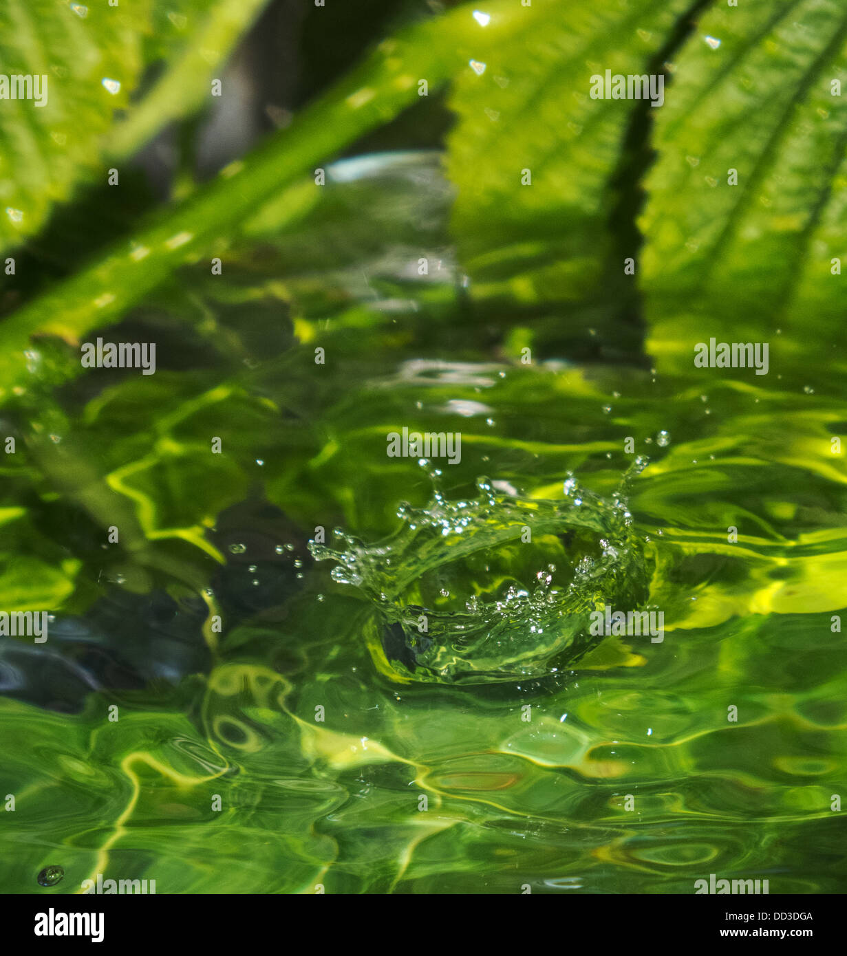 drop of rain water Stock Photo - Alamy