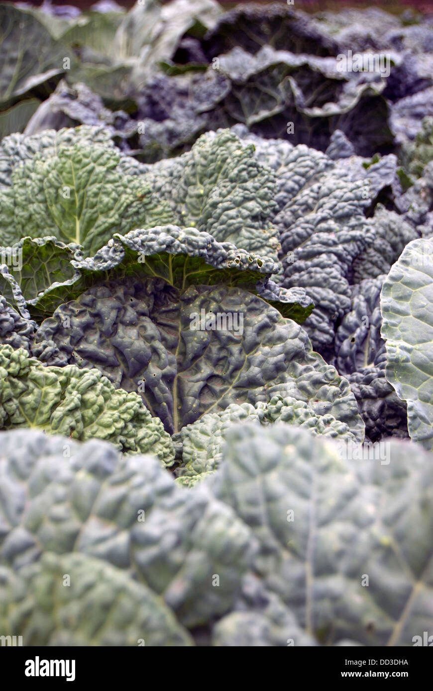 Cabbages growing in vegetable patch at the National Trust's Hanbury ...