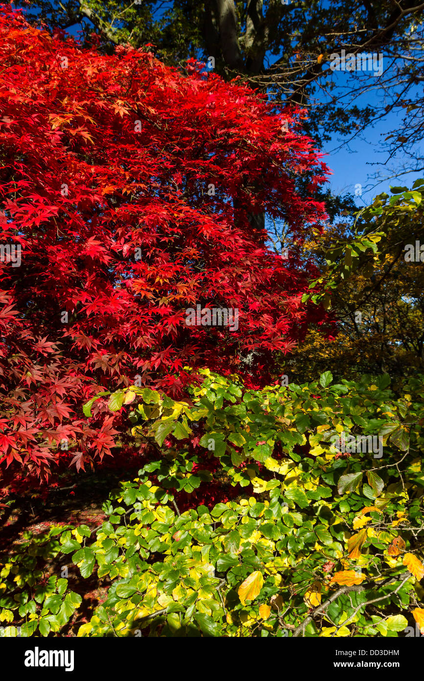 Red, yellow and green Maple leaves on trees in the fall on a bright ...