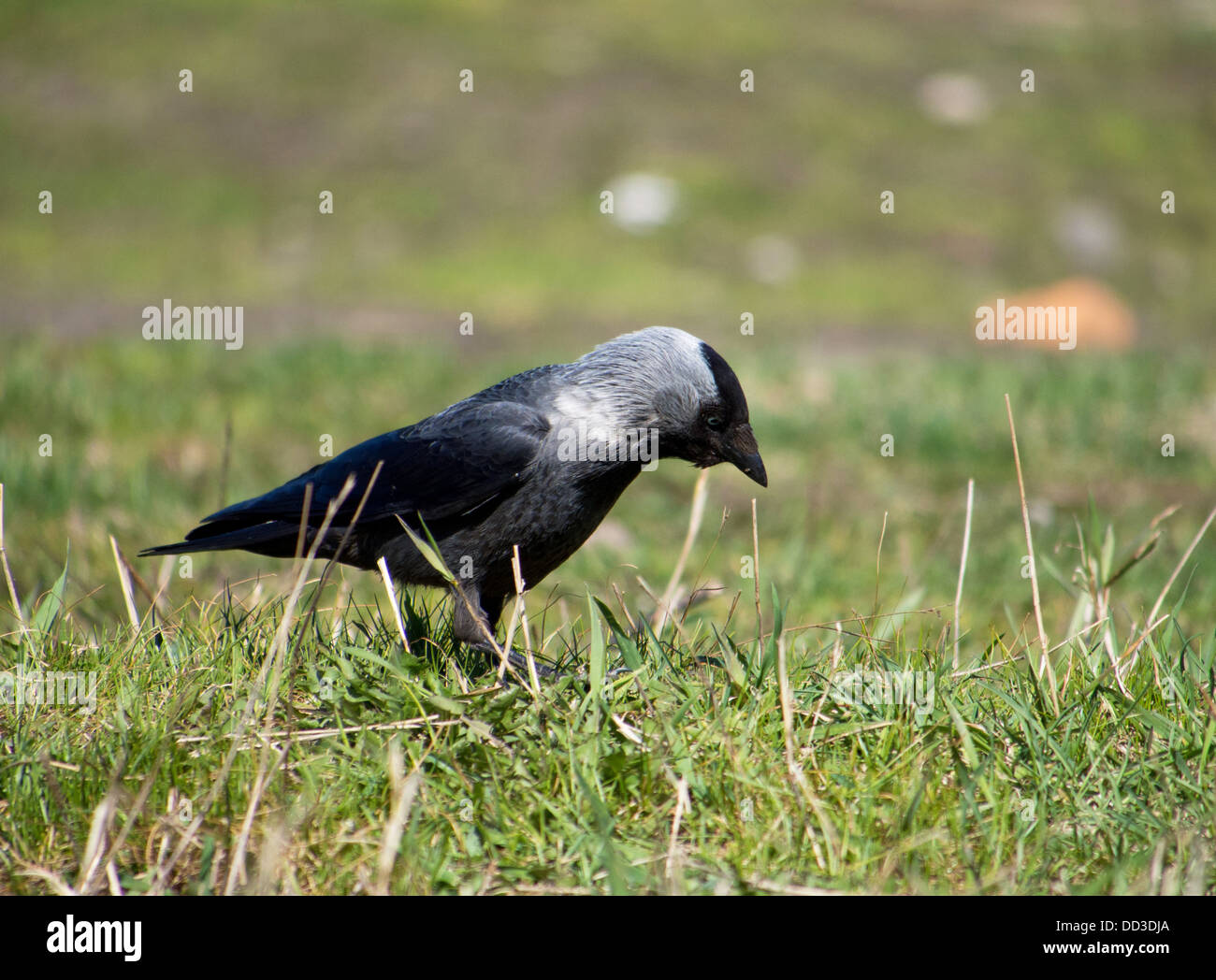 jackdaw bird Stock Photo - Alamy