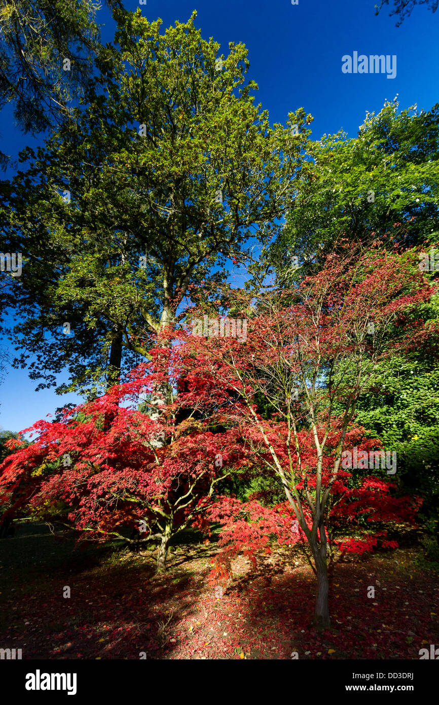 Red Acer leaves mix with other trees on a sunlight forest path in the ...