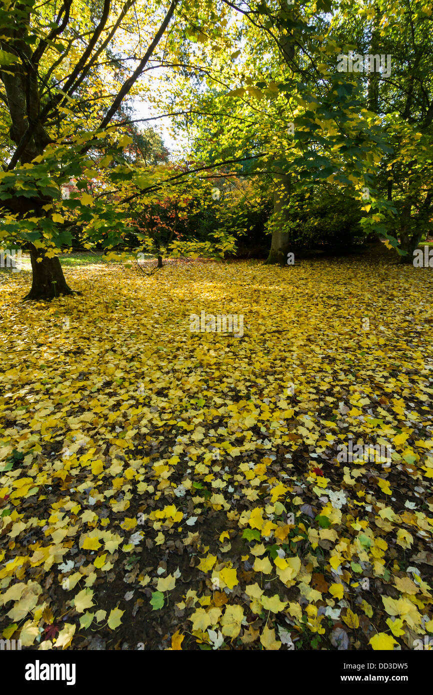 Leaves brown colour fall trees hi-res stock photography and images - Alamy