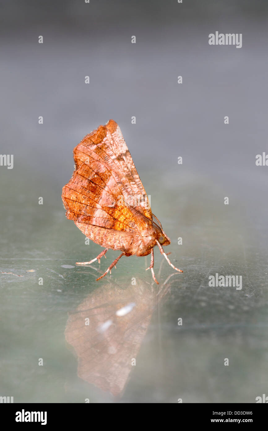 Early Thorn Moth; Selenia dentaria; Summer; UK Stock Photo - Alamy