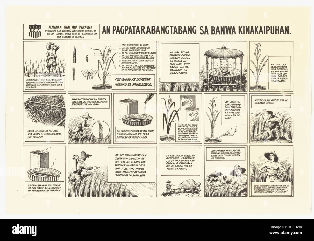 The rice stem borer, an insect pest, is depicted in this image, showing ...