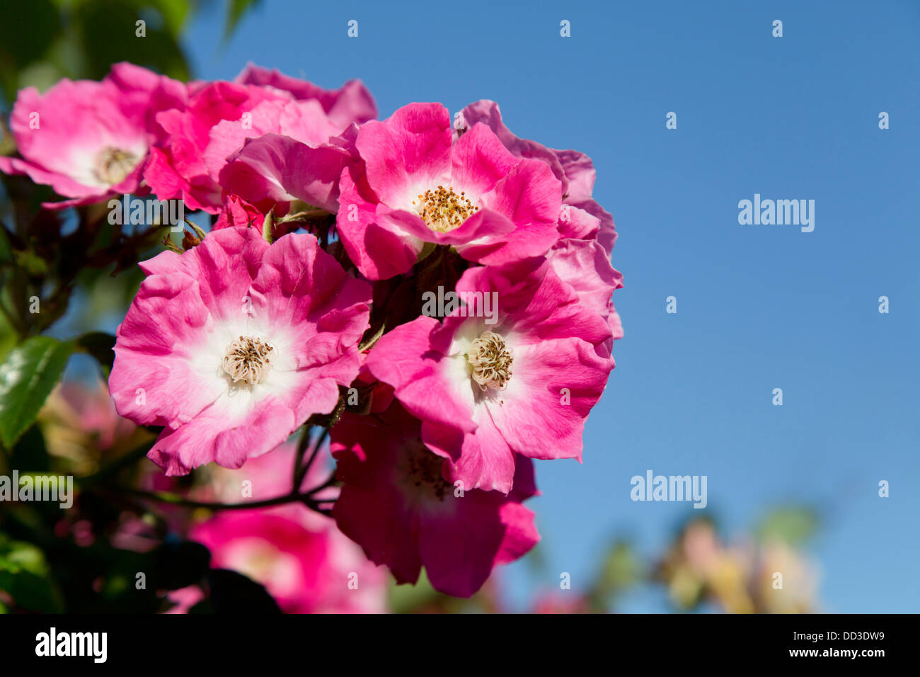 Climbing rose climbing roses hi-res stock photography and images - Alamy
