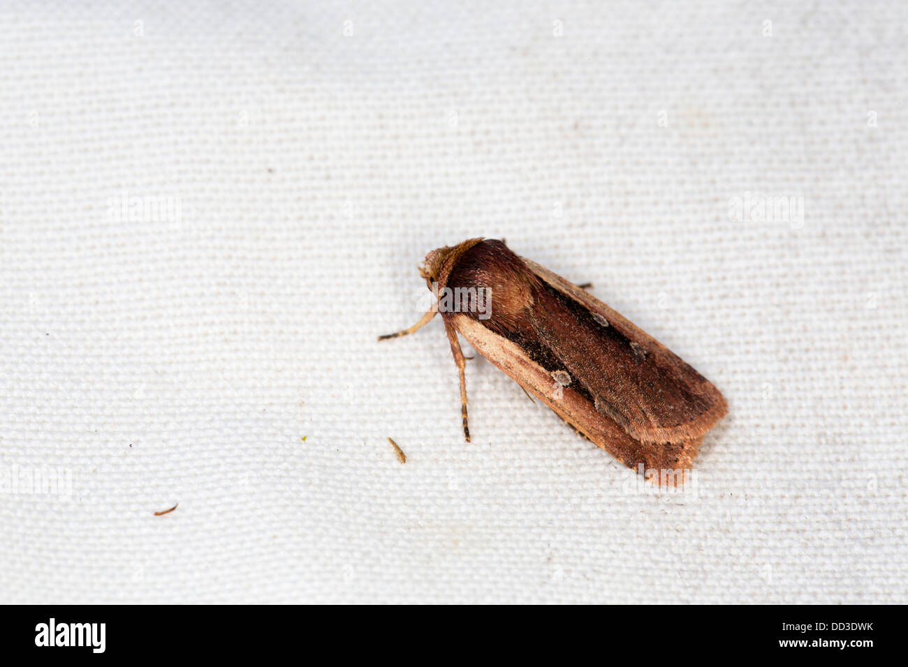 Flame Shoulder Moth; Ochropleura plecta; Summer; UK Stock Photo - Alamy