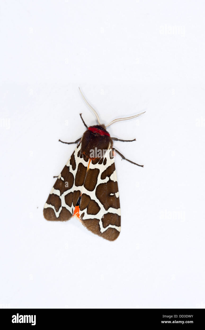 Garden Tiger Moth; Arctia caja; July; UK Stock Photo - Alamy