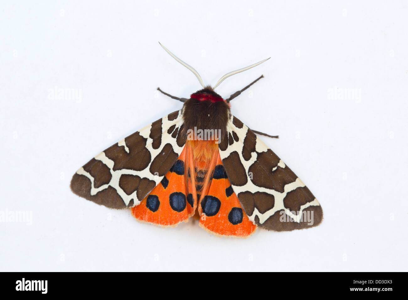 Garden tiger moth uk hi-res stock photography and images - Alamy