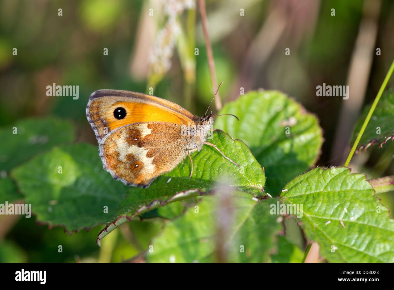 Gatekeeper butterfly uk hi-res stock photography and images - Alamy